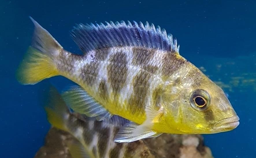 Venustus Hap-Nimbochromis venustus