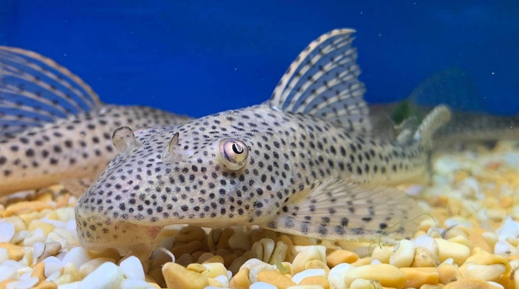 Bluefin Thresher Plec - Isorineloricaria villarsi