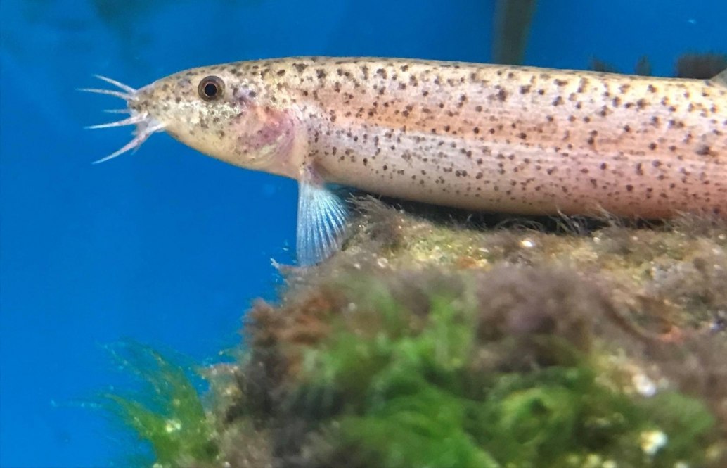 Weather Loach-Misgurnus anguillicaudatus
