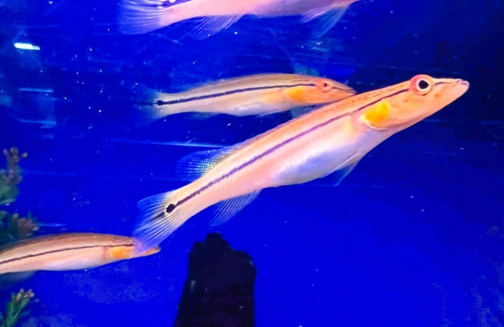 Xingu Orange Pike Cichlid- Lugubria sp. 'xingu I'