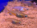 Daisy"™s Blue Ricefish-Oryzias woworae