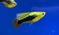 Variatus Platy-Xiphophorus variatus