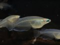 Javanese Rice Fish-Oryzias javanicus