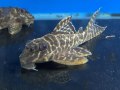 Cracked Zebra Plec L236 - Hypancistrus seideli