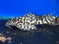Cracked Zebra Plec L236 - Hypancistrus seideli