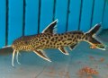 Petricola Catfish-Synodontis petricola