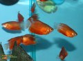 Red Robin Gourami-Trichogaster labiosa var.