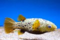 Topaz Puffer-Tetraodon fluviatilis