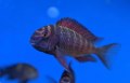 Firecracker Tropheus-Tropheus moliro