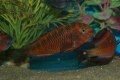 Firecracker Tropheus-Tropheus moliro