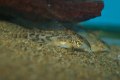 Bearded Cory-Scleromystax barbatus