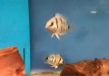 Cutter's Blue Eye Cichlid - Cryptoheros cutteri