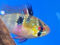 Ram-Mikrogeophagus ramirezi