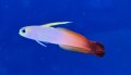 Firefish-Nemateleotris magnifica