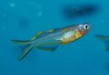 Forktail Rainbowfish-Pseudomugil furcatus