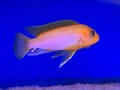 Red-top Lab-Labidochromis hongi