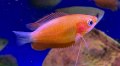 Red Robin Gourami-Trichogaster labiosa var.