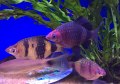Black Ruby Barb-Pethia nigrofasciata