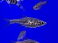 Volcano Rasbora-Rasbora vulcanus