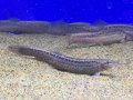Weather Loach-Misgurnus anguillicaudatus