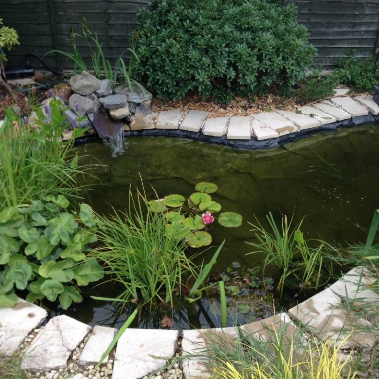Top Tips For Your Pond This Spring