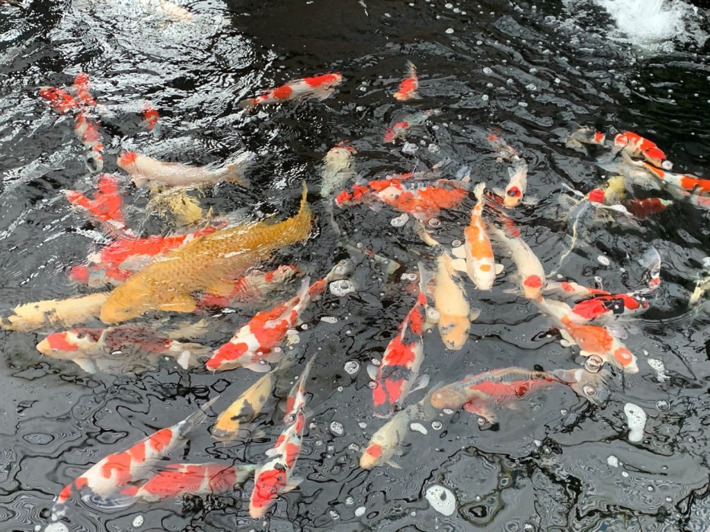 Introducing New Fish to the Garden Pond