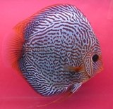 Keeping Soft Water Fish