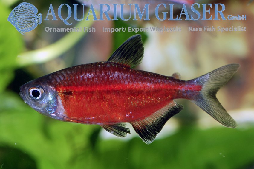Red Laser Tetra - Hemigrammus coeruleus