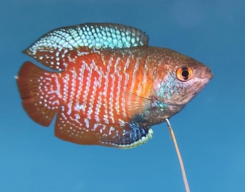 Dwarf Gourami-Trichogaster fasciata (formerly lalius)