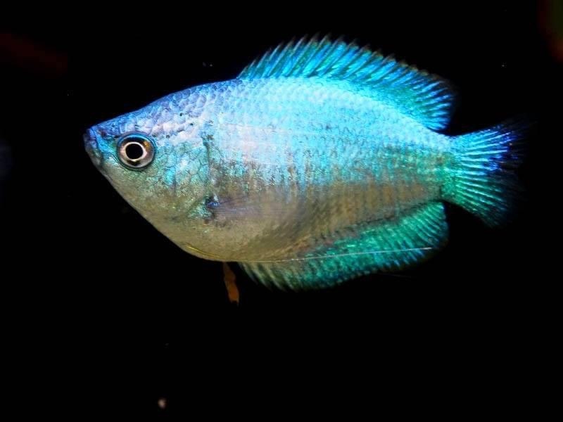 Dwarf Gourami-Trichogaster fasciata (formerly lalius)