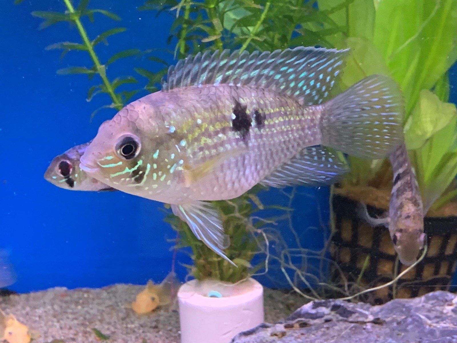Blue Acara-Andinoacara pulcher