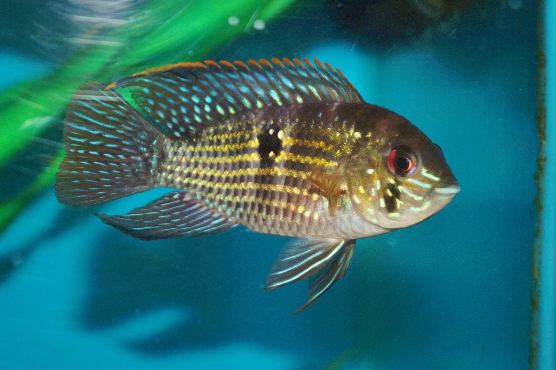 Blue Acara-Andinoacara pulcher