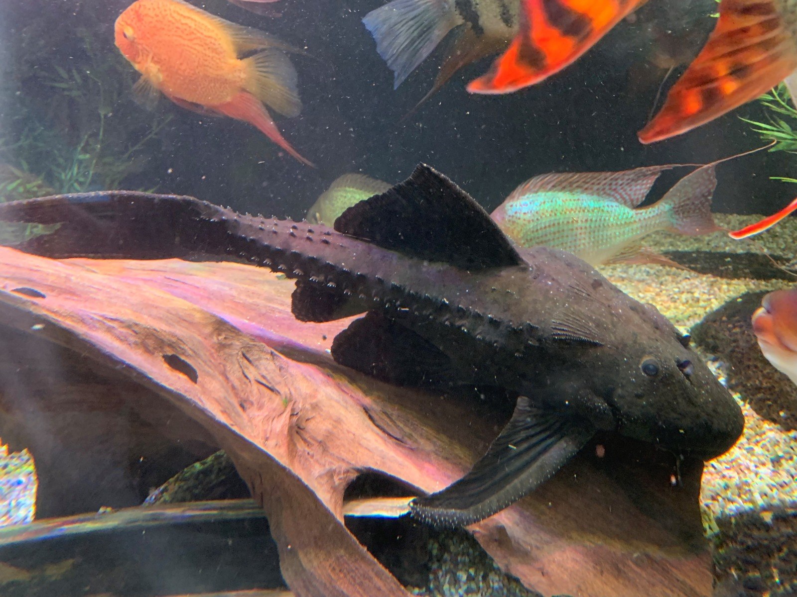 Adonis Plec-Acanthicus adonis