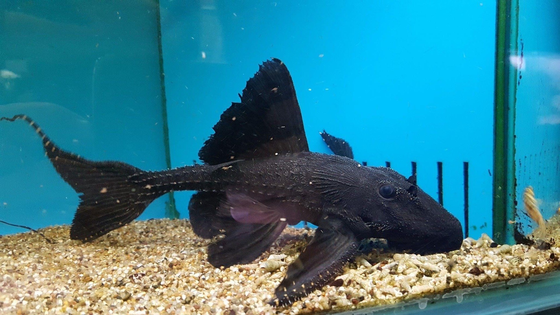 Adonis Plec-Acanthicus adonis