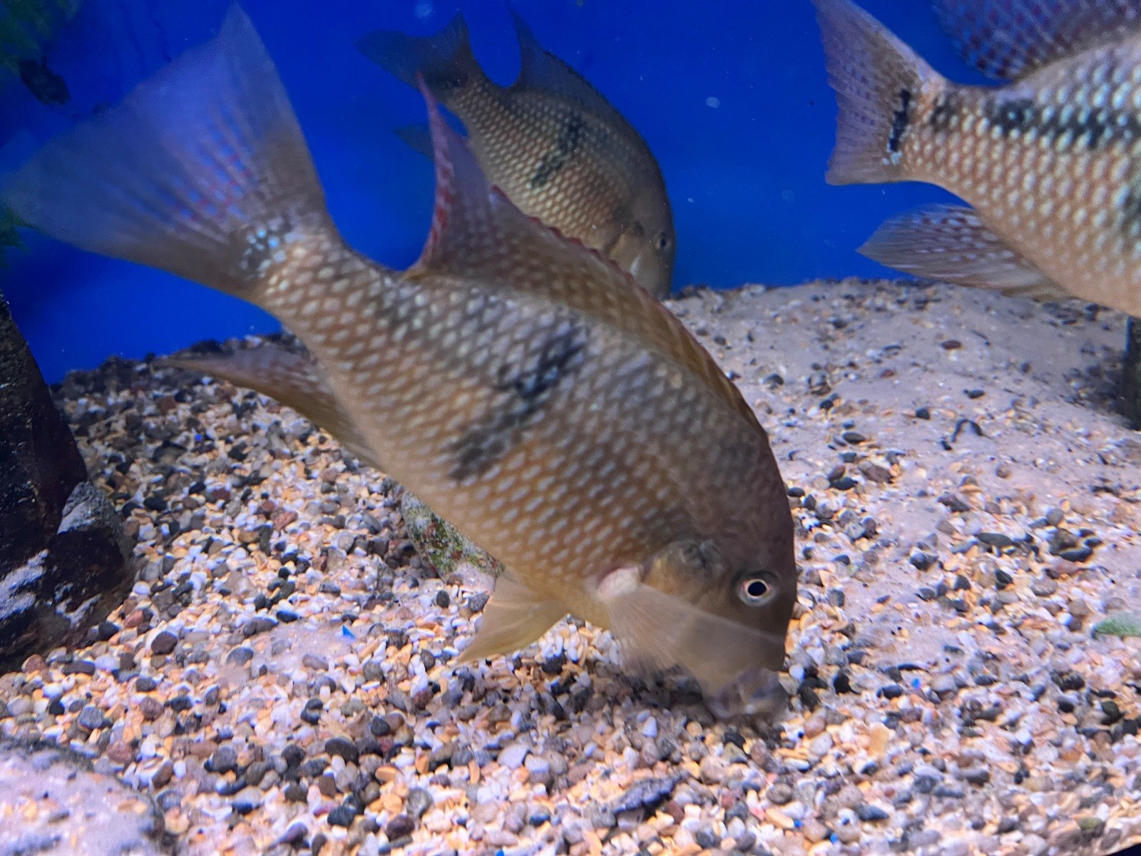Gold dust eartheater - Geophagus sp. 'Alto Sinu'