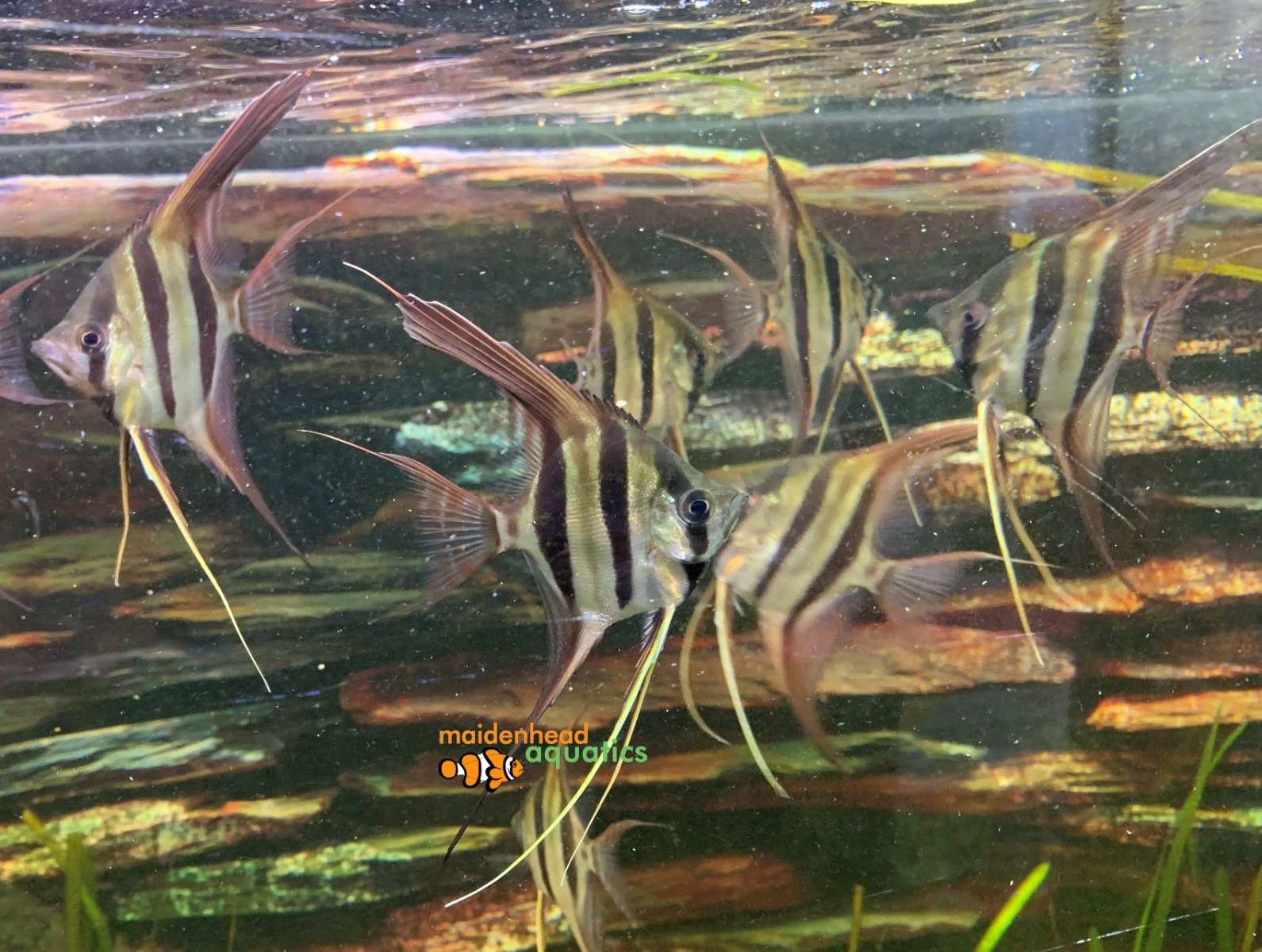 Altum Angelfish-Pterophyllum altum