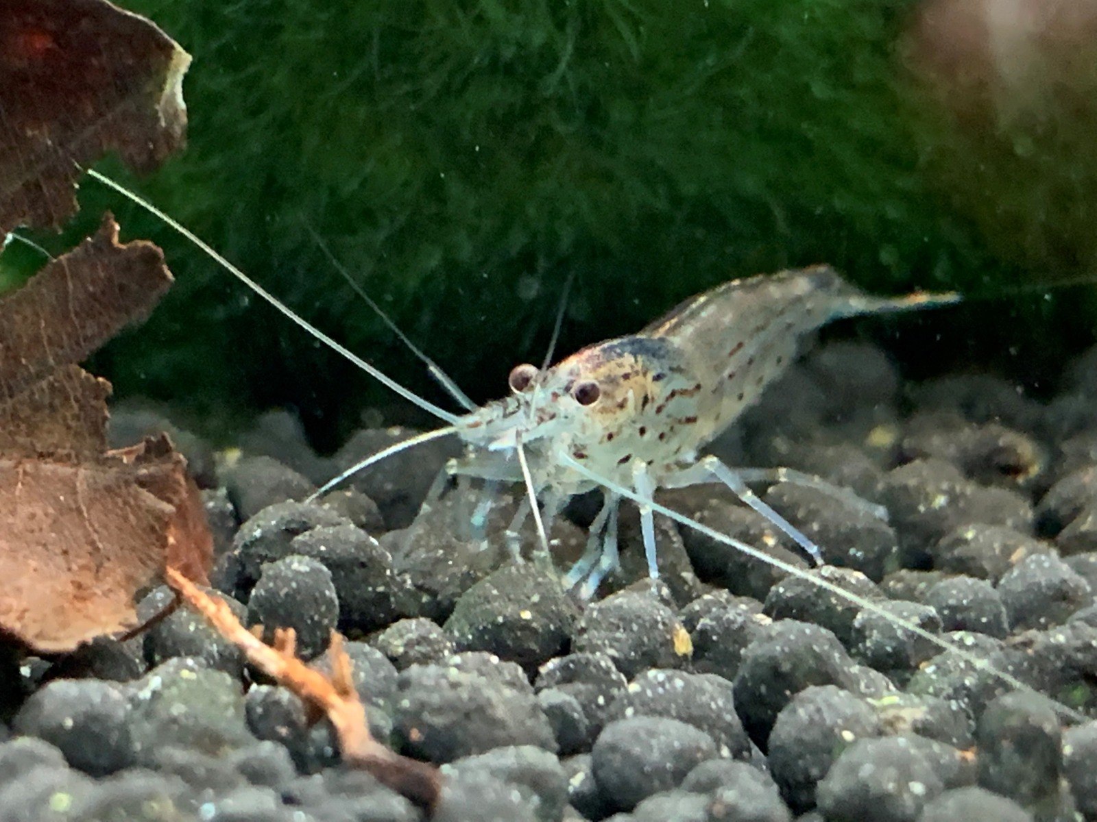 Amano Shrimp-Caridina multidentata