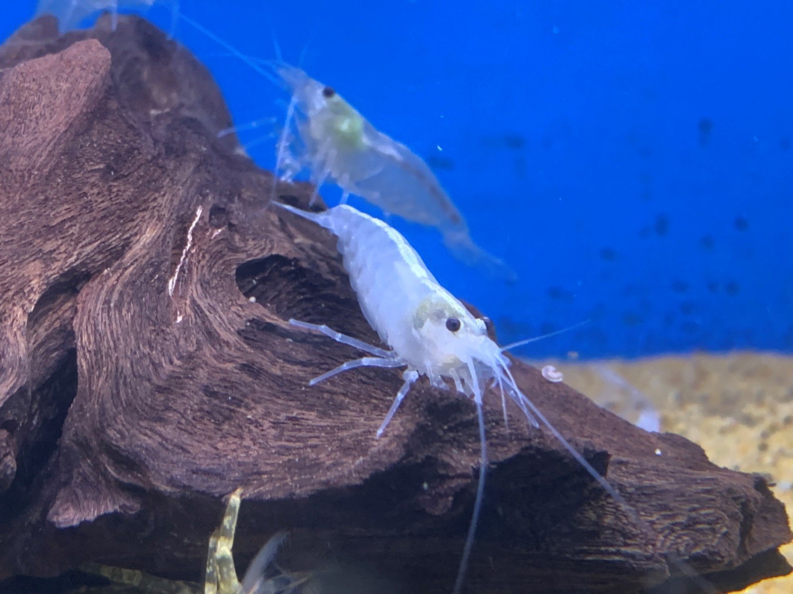 Amano Shrimp-Caridina multidentata