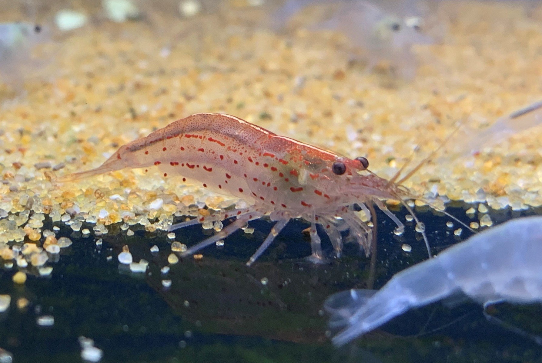 Amano Shrimp-Caridina multidentata