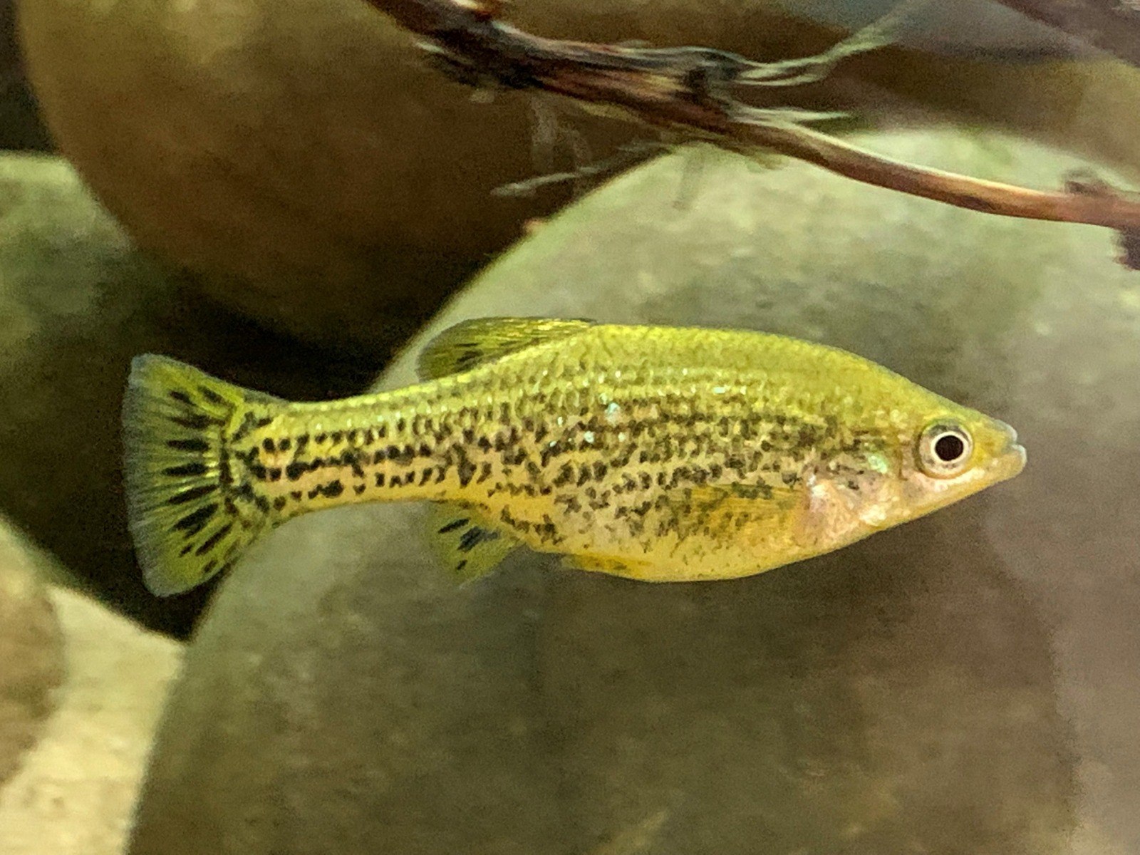 Butterfly Goodeid-Ameca splendens