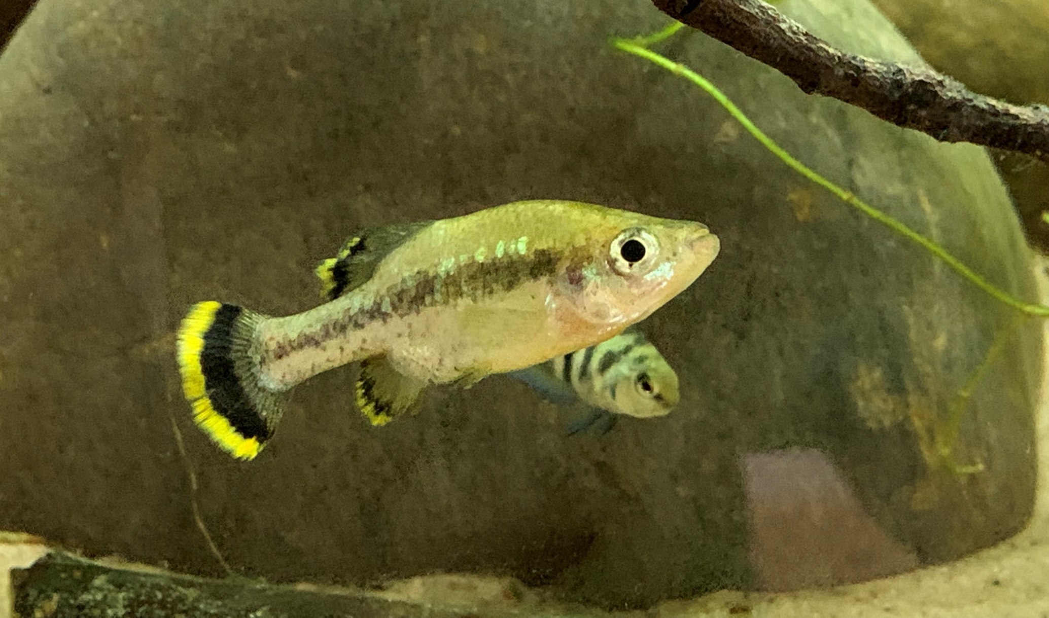 Butterfly Goodeid-Ameca splendens