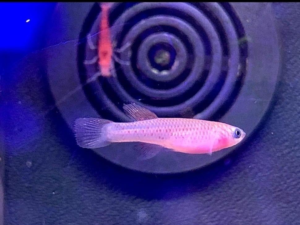 Lyretail Killifish-Aphyosemion australe