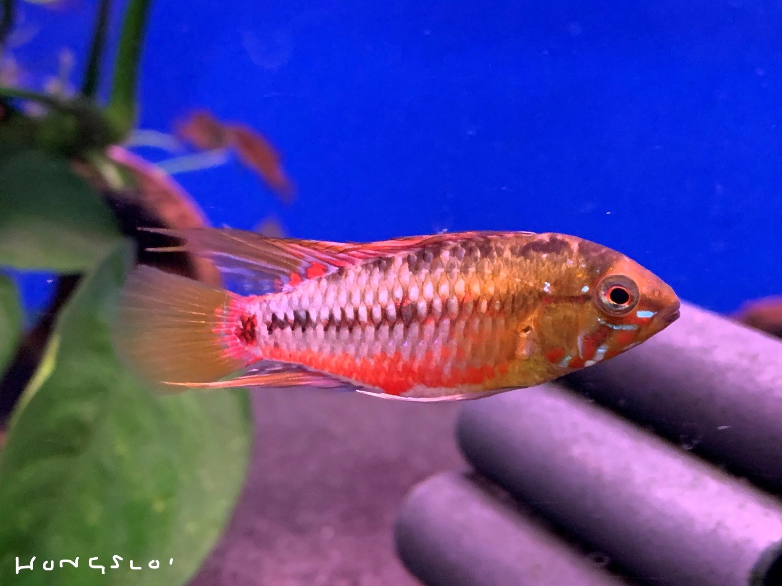 Redline Apisto-Apistogramma hongsloi