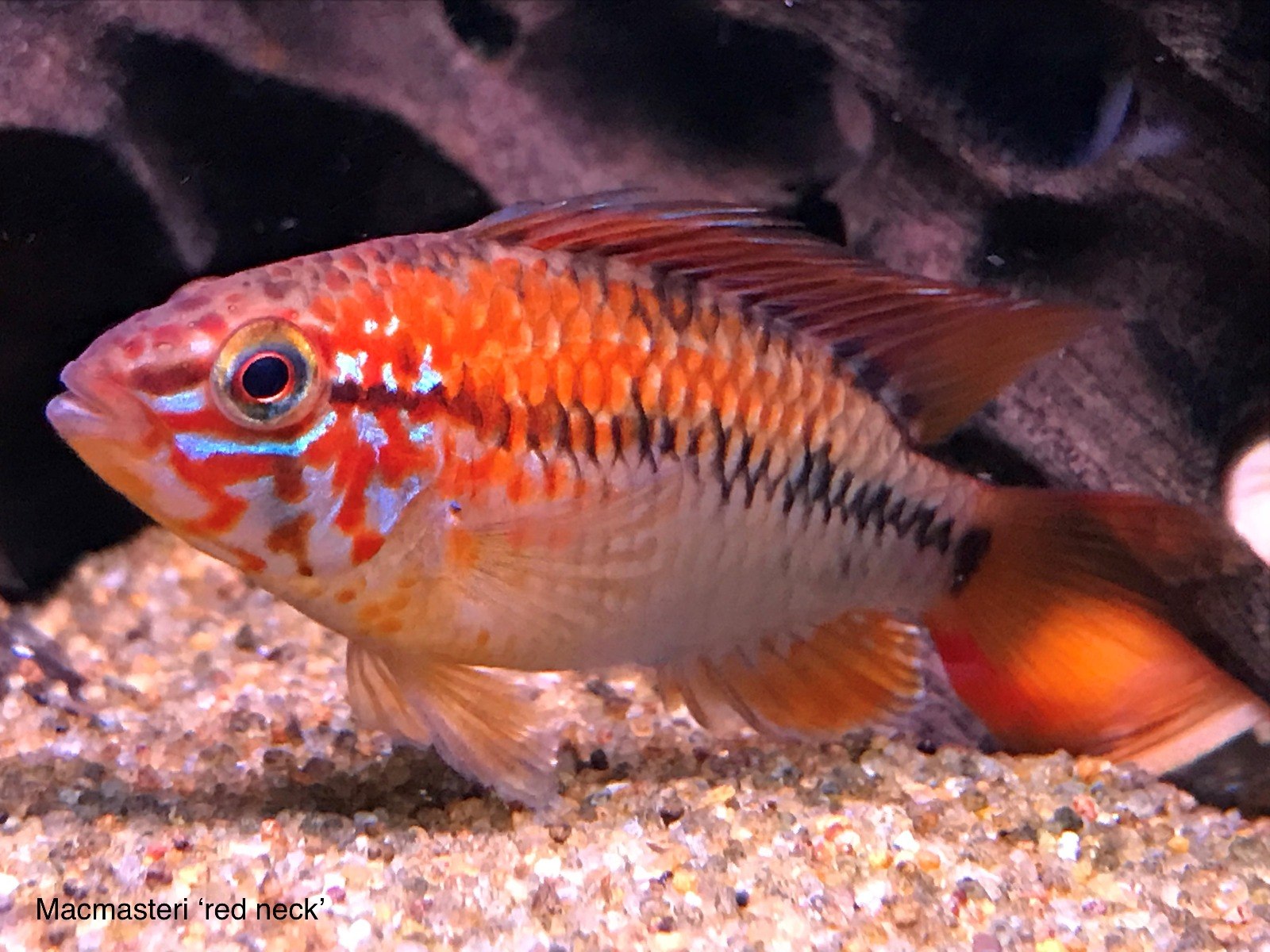 Macmaster's Apisto-Apistogramma macmasteri