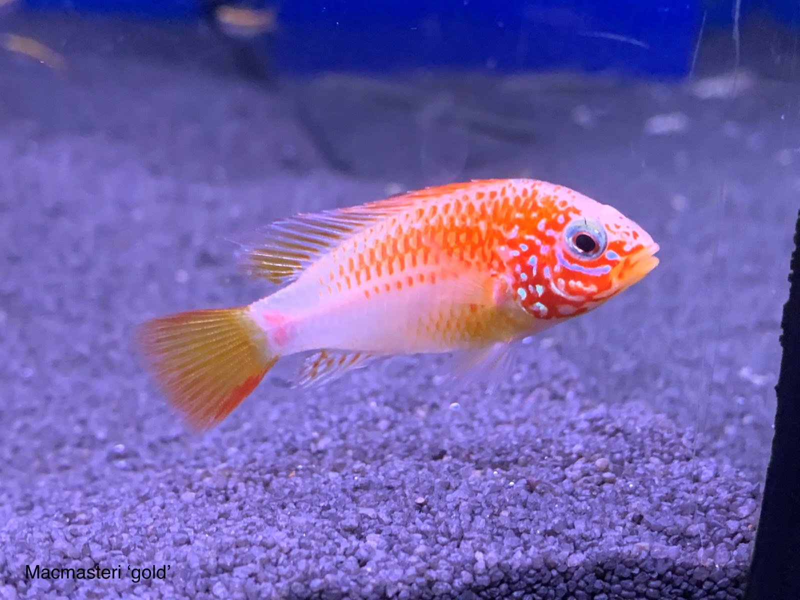 Macmaster's Apisto-Apistogramma macmasteri