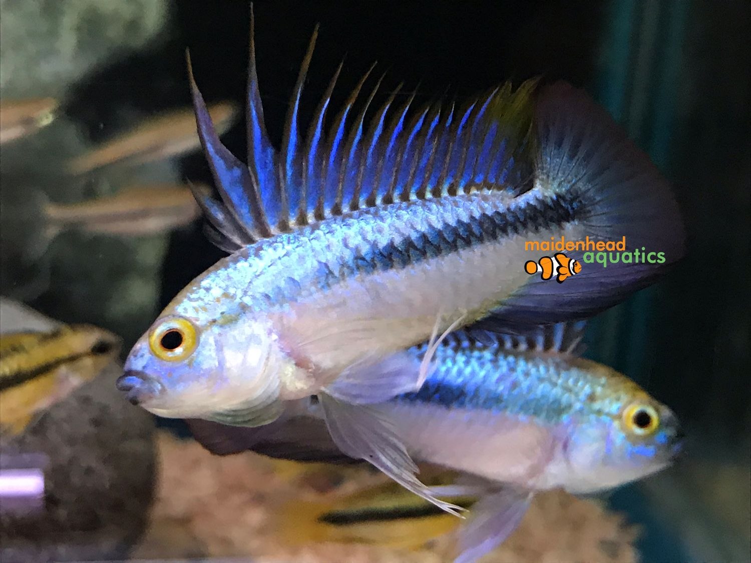 Apistogramma trifasciata