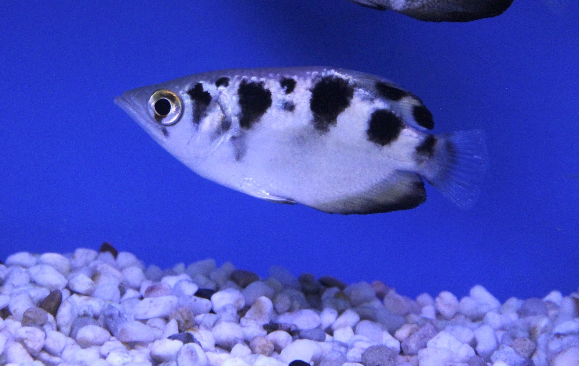 Archerfish-Toxotes jaculatrix