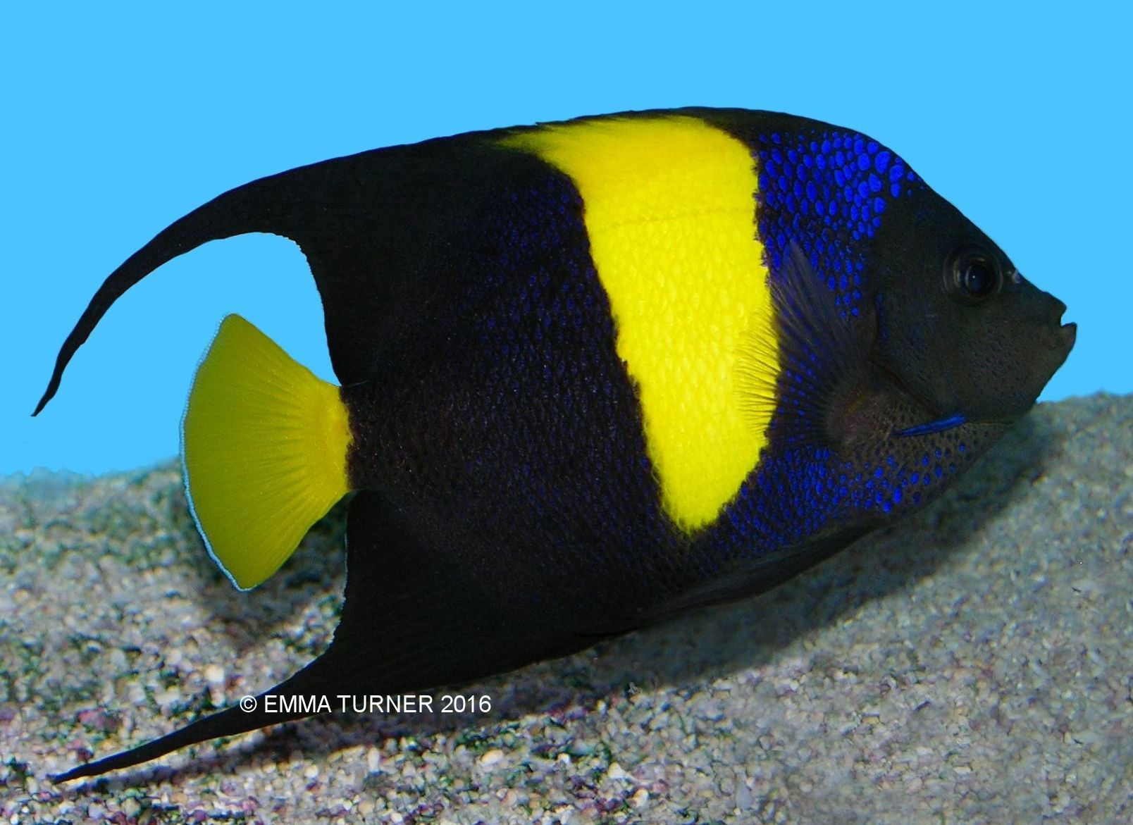 Asfur Angelfish-Pomacanthus asfur