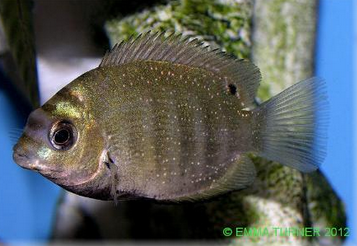 Banded Green Chromide-Etroplus suratensis