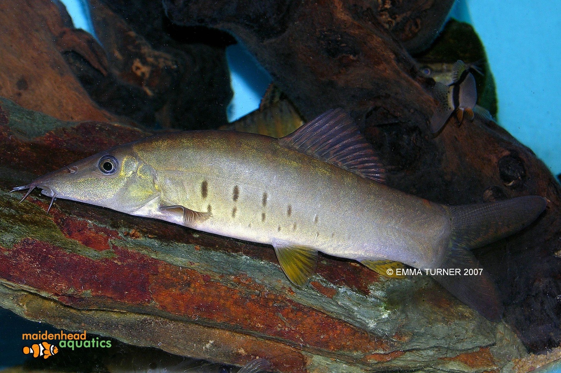 Banded Tiger Loach-Syncrossus helodes